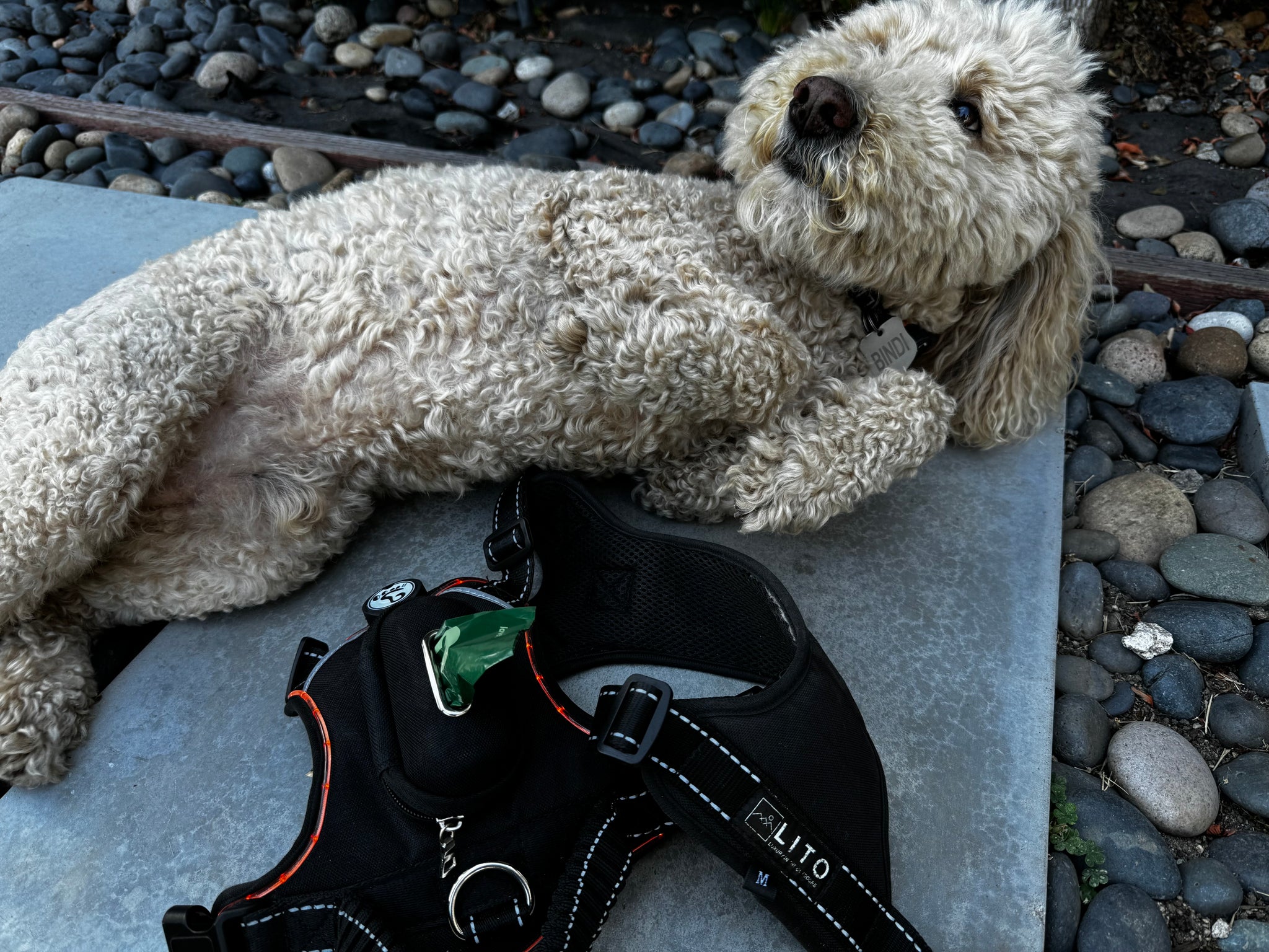 LITO Dog Light-Up Harness